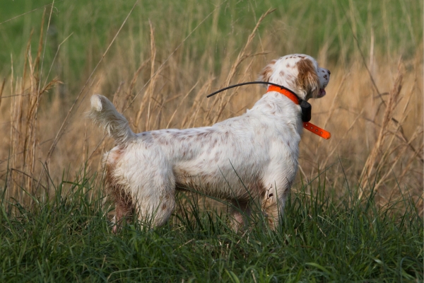 Cani da Caccia | Setter Leverack | Montefeltro